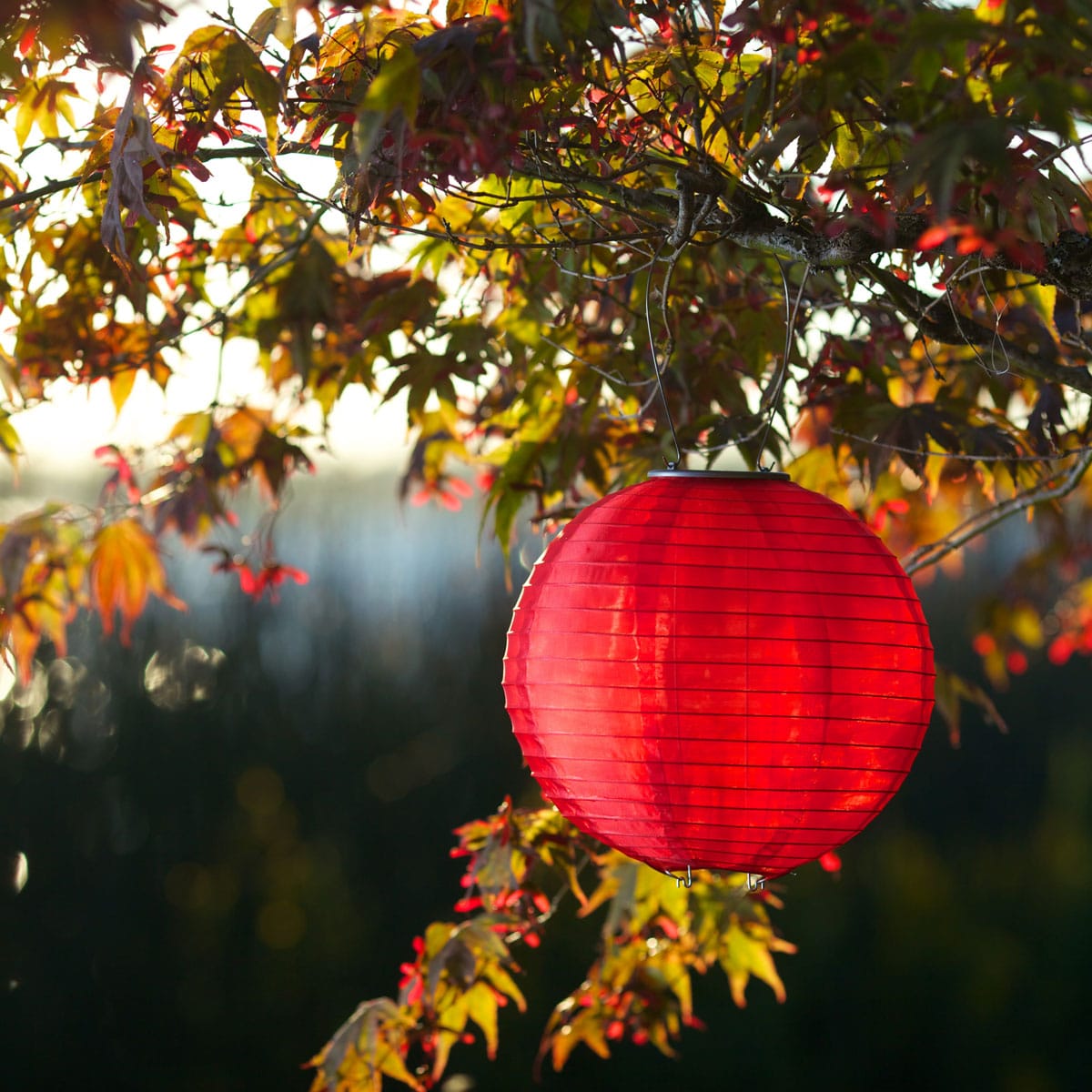 Soji Original Solar Lantern - Carolinas Wild Thangs